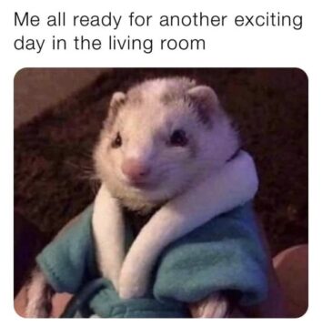 40 Funny Introvert Memes All You Lone Rangers Can Enjoy From The ...