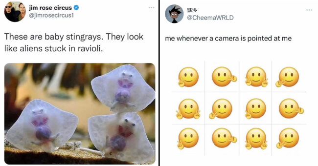 25 Funny Tweet Memes That Made Us Laugh This Week