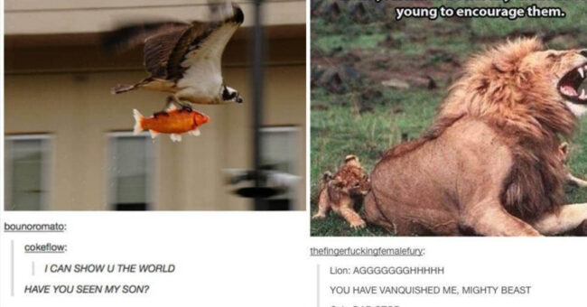 40 Funny Animals Posts From Tumblr That'll Make You Laugh And Possibly ...