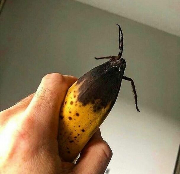 40+ Hilariously “Cursed Images” You’ll Laugh At And Then Wish You’d ...