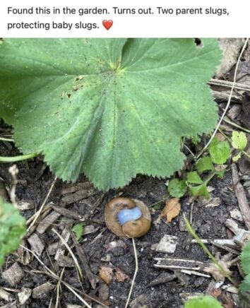 40 Funniest Animal Memes To Help Critter Lovers Laugh Their Way Through ...