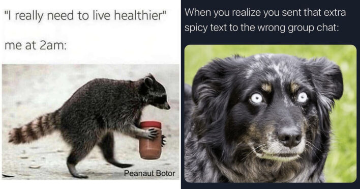 35+ Funny And Relatable Animal Memes To Carry You Through The Rest Of ...