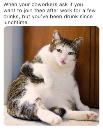 40 Purrfectly Funny Cat Memes To Help You Laugh Through Having To Go ...