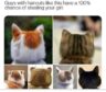 Paws, Laugh, Repeat With Today's Batch Of 35 Funny Cat Memes (July 27 ...