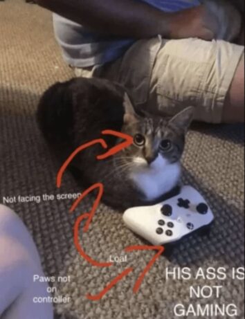 40 Funniest Cat Memes Of The Week For Your Caturday Morning Pleasure ...