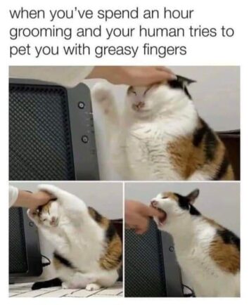 Paws, Laugh, Repeat With Today's Batch Of 35 Funny Cat Memes (July 27 ...