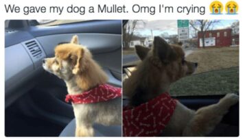 40 Funny Doggo Memes That Definitely Won't Make Your Day Worse, That's ...