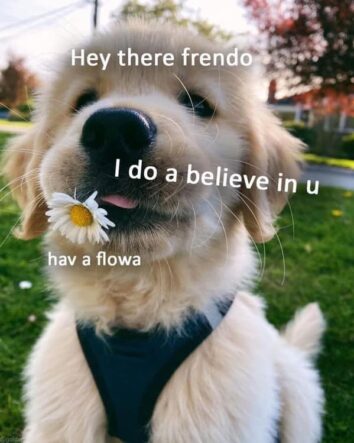 40 Funny Doggie Memes And Pics To Help Canine Lovers Make It Until The ...