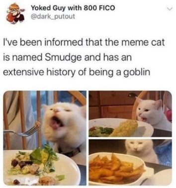 35+ Funny And Relatable Animal Memes To Carry You Through The Rest Of ...