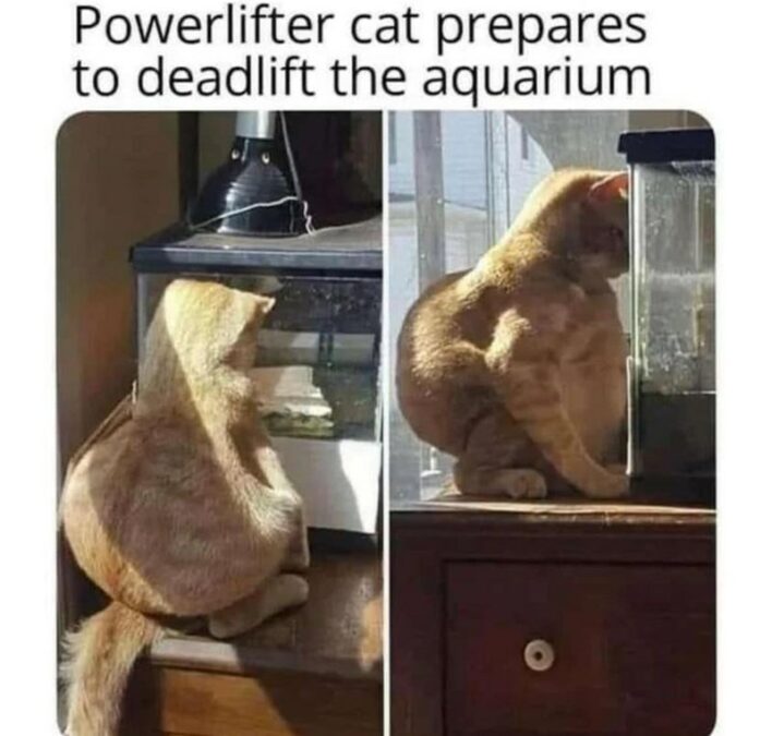 40 Funny Gym Memes To Get You Pumped Up To Go Get Pumped Up