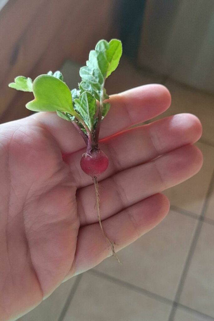 30 Gardeners Share The Disappointing Fruits (And Vegetables) Of Their Labor