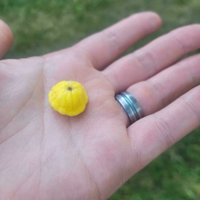 30 Gardeners Share The Disappointing Fruits (And Vegetables) Of Their Labor