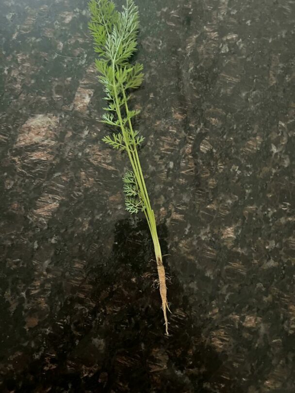 30 Gardeners Share The Disappointing Fruits (And Vegetables) Of Their Labor