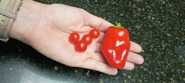 30 Gardeners Share The Disappointing Fruits (And Vegetables) Of Their Labor