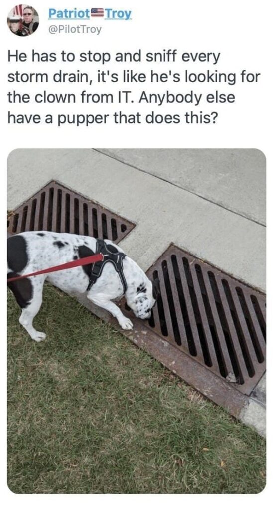 40 Funny Doggo Memes That Definitely Won't Make Your Day Worse, That's ...