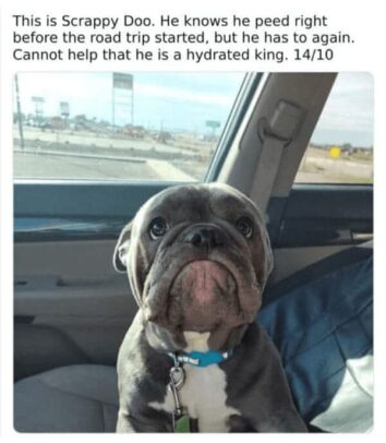 40 Funny Doggie Memes And Pics To Help Canine Lovers Make It Until The ...