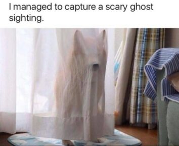 40 Funny Doggo Memes That Definitely Won't Make Your Day Worse, That's ...