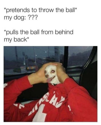 40 Funny Doggie Memes And Pics To Help Canine Lovers Make It Until The ...