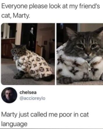 Paws, Laugh, Repeat With Today's Batch Of 35 Funny Cat Memes (July 27 ...