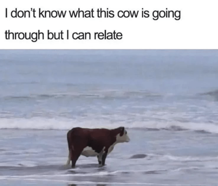 20+ Funny Shy Memes For Anyone Wondering What It's Like To Date An ...