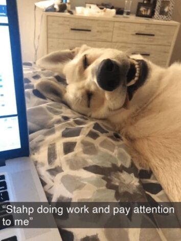 40 Funny Doggie Memes And Pics To Help Canine Lovers Make It Until The ...