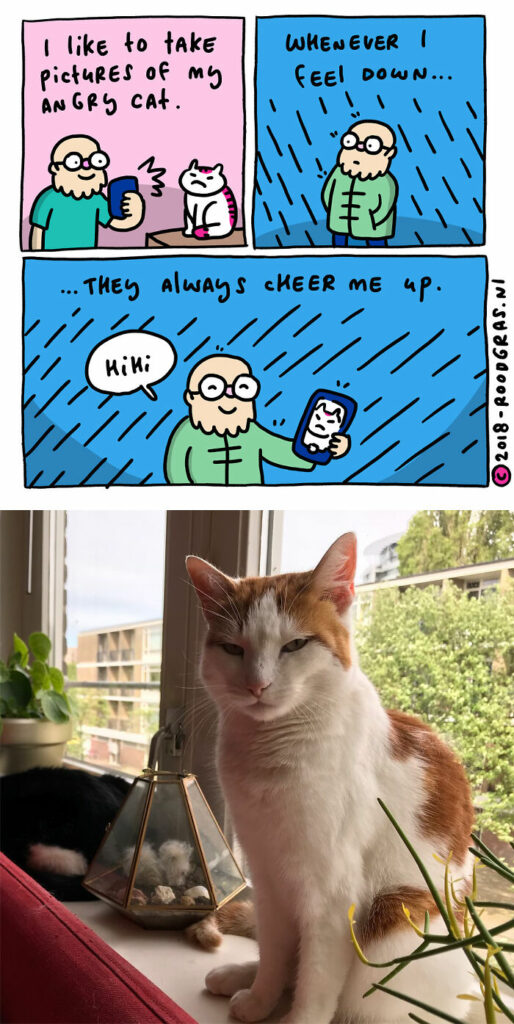 40 Hilarious Wordless Cat Comics Purrfectly Portraying Their ...