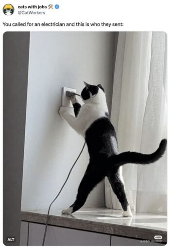 40 Funniest Cat Memes Of The Week So Far (August 24, 2023)