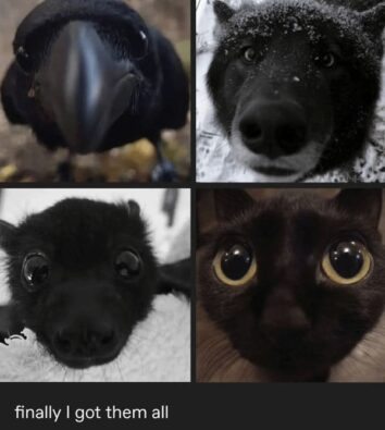 40 Midweek Cat Memes To Keep You Smiling Until Caturday