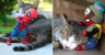 Baby Spidey's Whimsical Journeys With Furry Friends: 30 Photos By ...