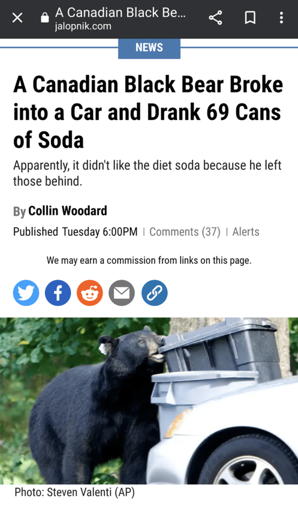 30+ Bear Memes For Everyone Who Loves Dogs, Only Way Bigger And Scarier