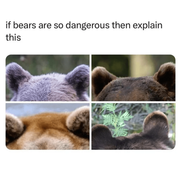 30+ Bear Memes For Everyone Who Loves Dogs, Only Way Bigger And Scarier
