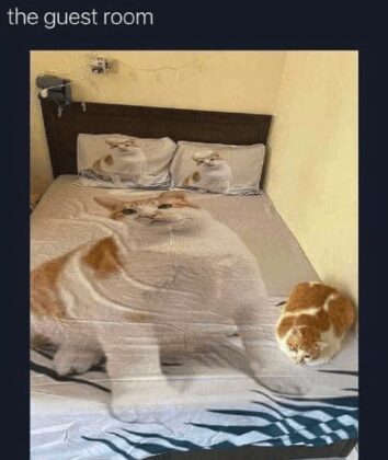 40 Midweek Cat Memes To Keep You Smiling Until Caturday