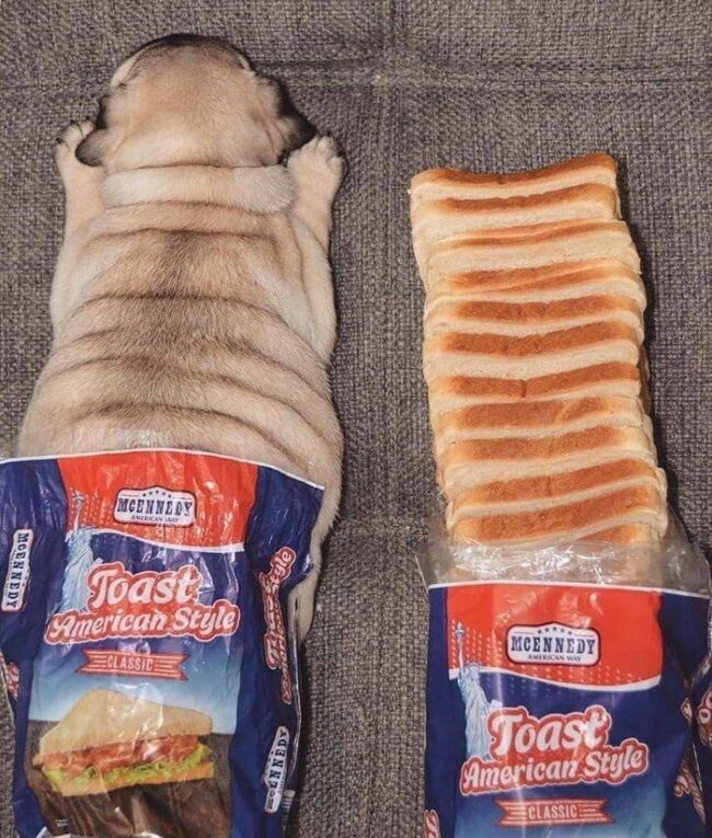 40 Bread Memes For Those Of Us Who Live The Carb Life