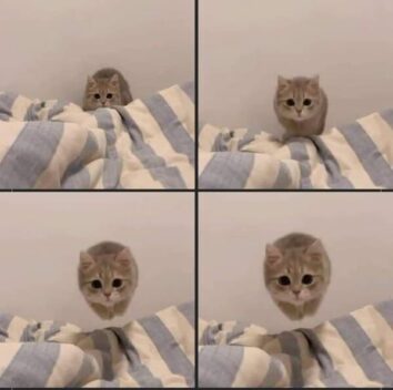 40 Funniest Cat Memes Of The Week So Far (August 24, 2023)