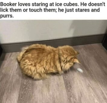 40 Midweek Cat Memes To Keep You Smiling Until Caturday