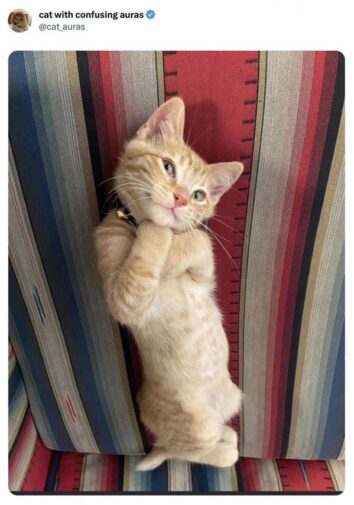 40 Funniest Cat Memes Of The Week So Far (August 24, 2023)