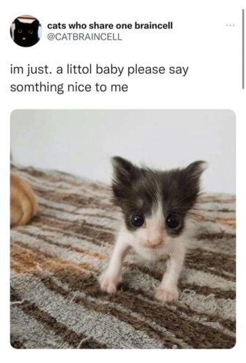 40 Purrrrfect Cat Memes To Make Your Caturday Absolutely Claw-Some