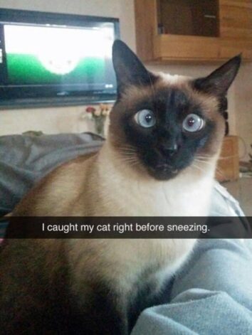 40 Midweek Cat Memes To Keep You Smiling Until Caturday