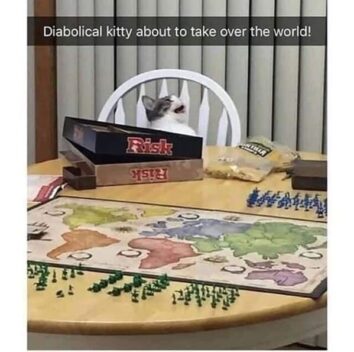 40 Midweek Cat Memes To Keep You Smiling Until Caturday