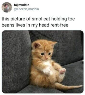 40 Midweek Cat Memes To Keep You Smiling Until Caturday