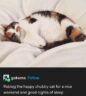 40 Midweek Cat Memes To Keep You Smiling Until Caturday