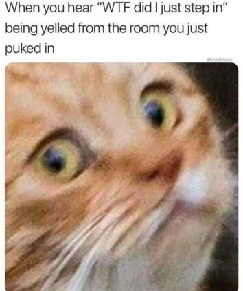 40 Midweek Cat Memes To Keep You Smiling Until Caturday