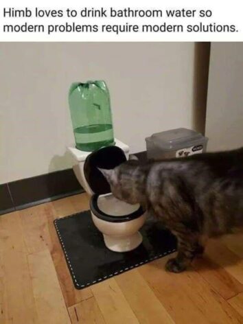 40 Funniest Cat Memes Of The Week So Far (August 24, 2023)