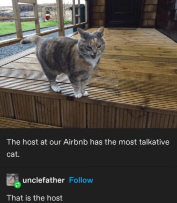 40 Midweek Cat Memes To Keep You Smiling Until Caturday