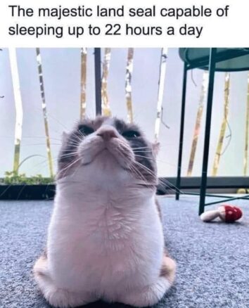 40 Midweek Cat Memes To Keep You Smiling Until Caturday