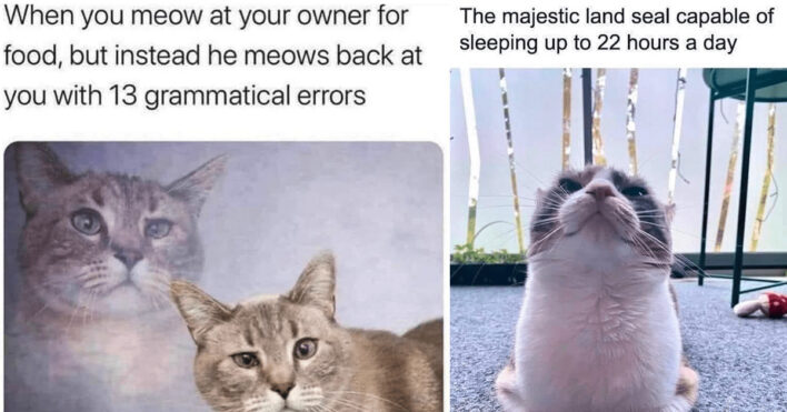 40 Midweek Cat Memes To Keep You Smiling Until Caturday
