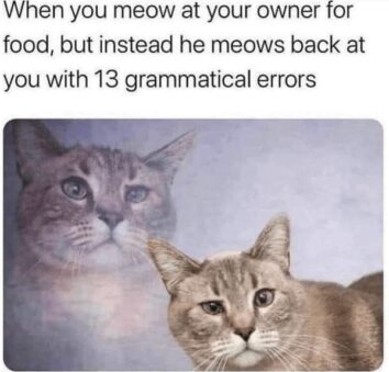 40 Midweek Cat Memes To Keep You Smiling Until Caturday