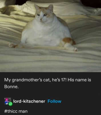 40 Midweek Cat Memes To Keep You Smiling Until Caturday