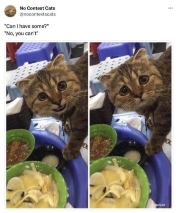 40 Funniest Cat Memes Of The Week So Far (August 24, 2023)