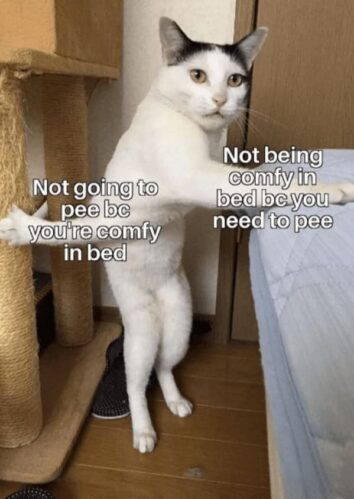 40 Purrfectly Funny Cat Memes To Hold You Over Until Caturday